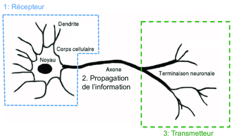 Deep Learning ou Apprentissage Profond : qu'est-ce que c'est